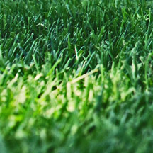 American Sod Turf Grass | American Sod Farms